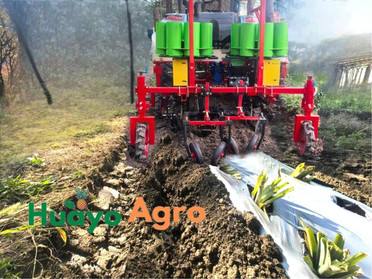 Pineapples Plant Information and Soil Requirements - huayotransplanter.com
