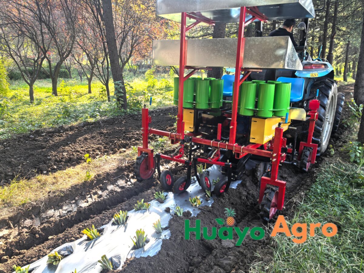 Pineapples Plant Information and Soil Requirements - huayotransplanter.com