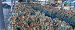 HYZP-2 Pineapple Transplanter by HUAYO AGRO Boosts Efficiency ...