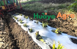 HYZP-2 Pineapple Transplanter by HUAYO AGRO Boosts Efficiency ...